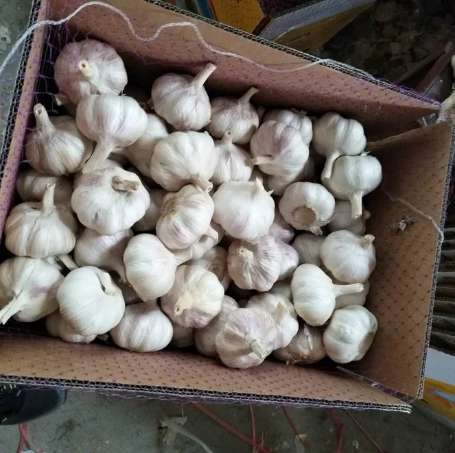 Fresh Garlic 10kg Carton Packed New Season Red Garlic Export| Alibaba.com