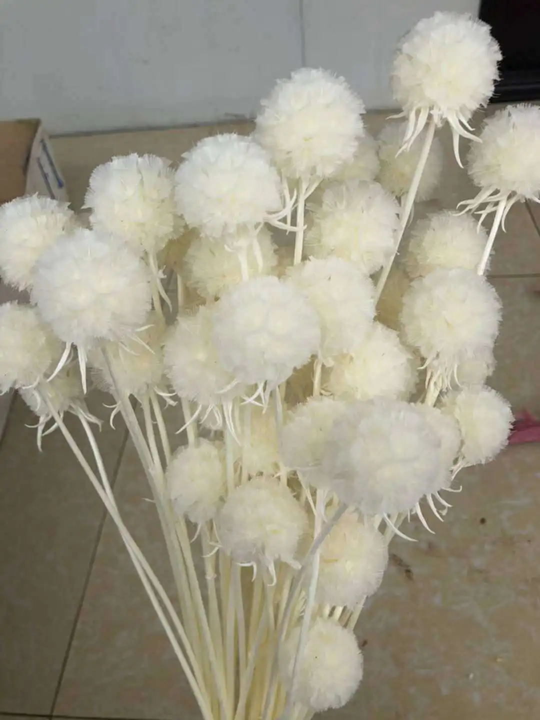 Wholesale Preserved Flower Pristimera Windmill Fruit Combretocarpus for ...