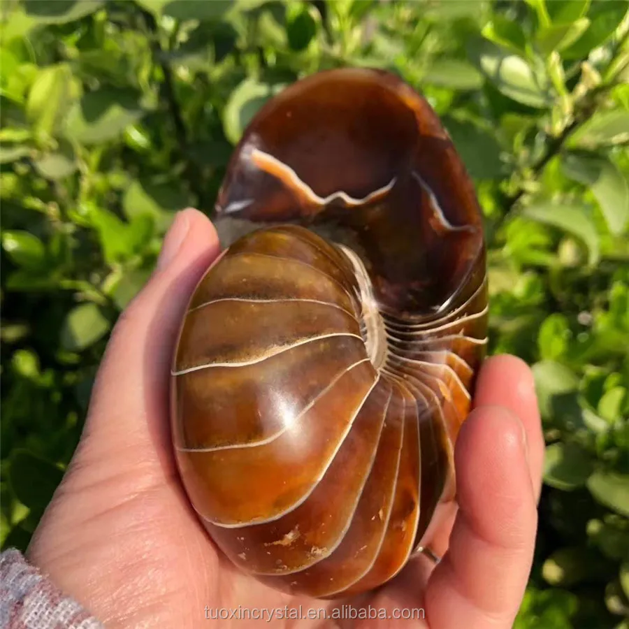 Natural Oversized Big Huge Great Large Parrot Nautilus Snail Fossil ...