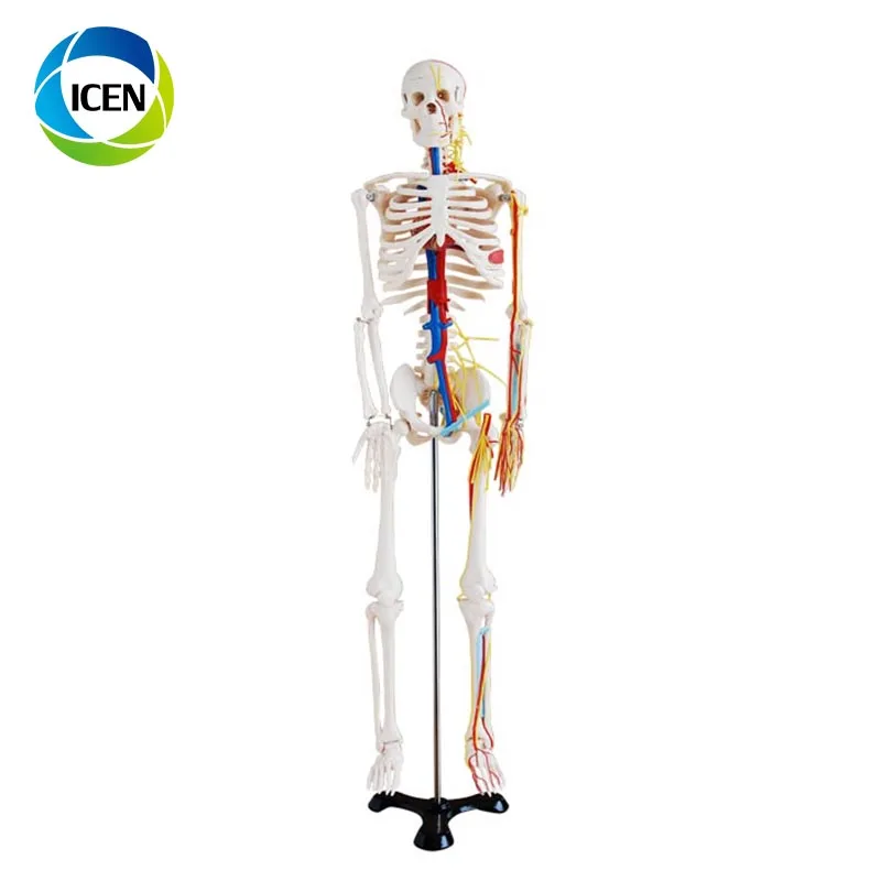 In-101 Life Size Artificial Anatomical Skeleton Human Body Model - Buy ...