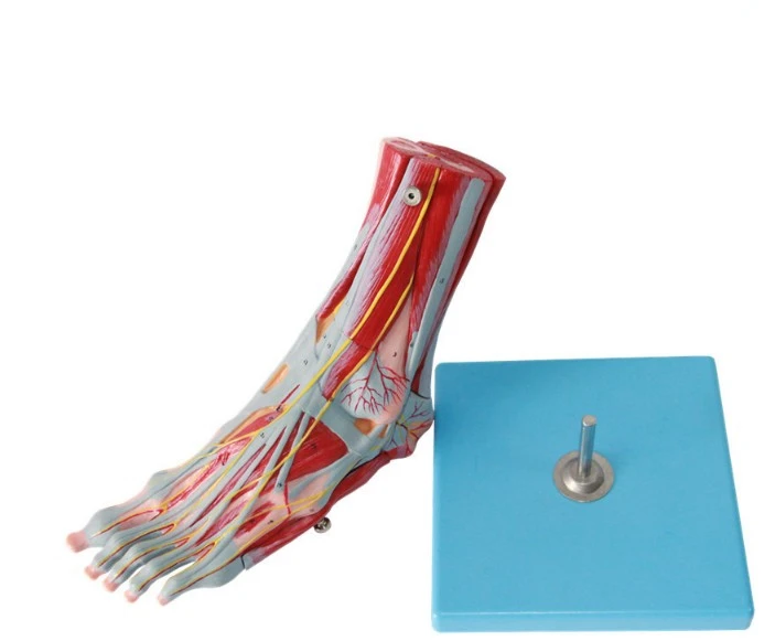 Human Foot Anatomy Model - Regional with Neurovascular Ligaments