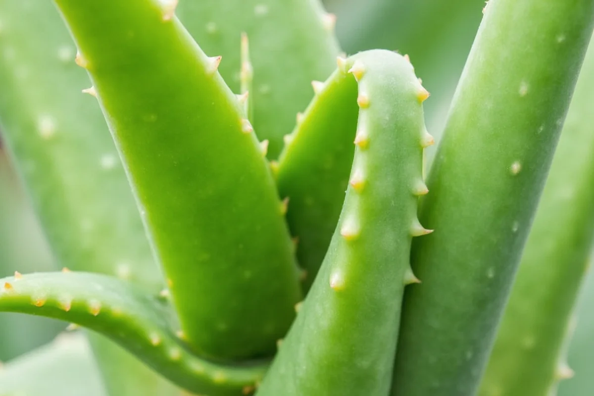 How to Use Aloe Vera Plant Safely and Effectively