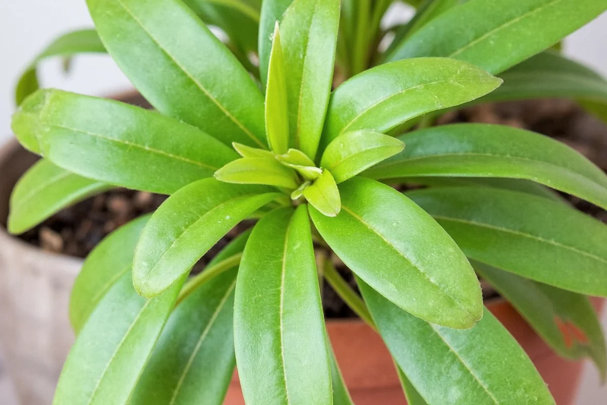 How to Care for a Schefflera Plant: Complete Guide