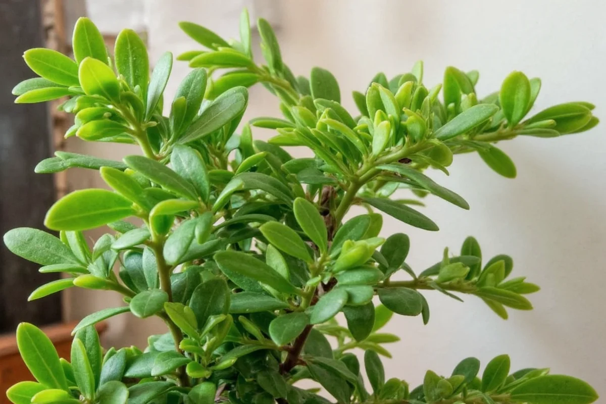 How to Trim a Jade Plant: Expert Pruning Guide