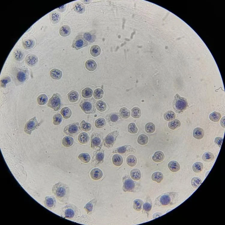 Microscope Prepared Slides - High Quality Onion Anther Meiosis Set