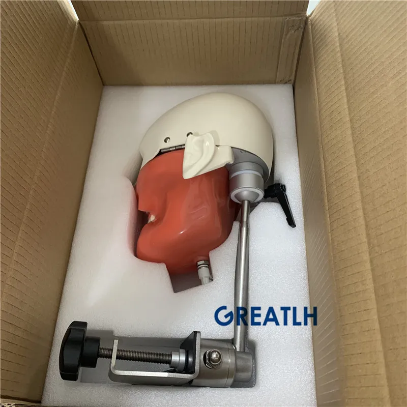 Dental Teeth Manikins Phantom Head Models For Dental Teaching Practice ...