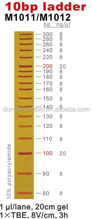 10bp DNA Ladder, Marker, M1011 50ug| Alibaba.com