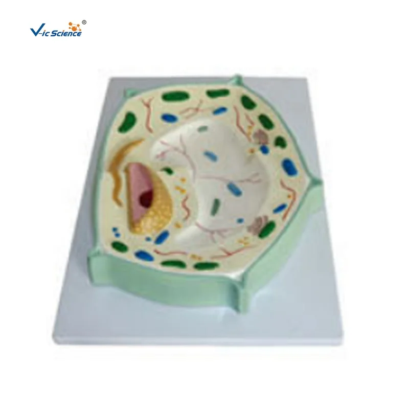 Model of Cell Biology Plant Cell Anatomical Model Biology Medical ...