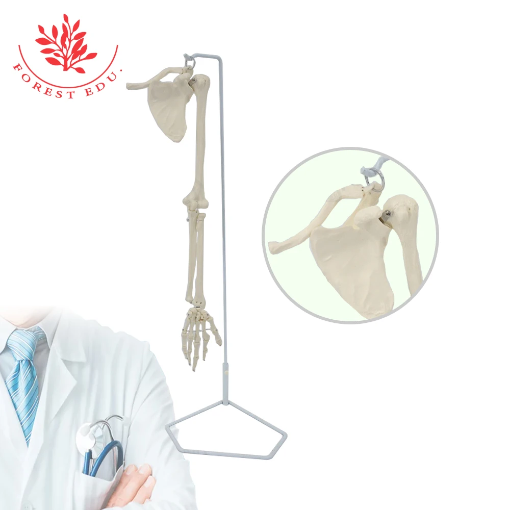 Human Life Size Upper Extremity Limb Medical Model| Alibaba.com