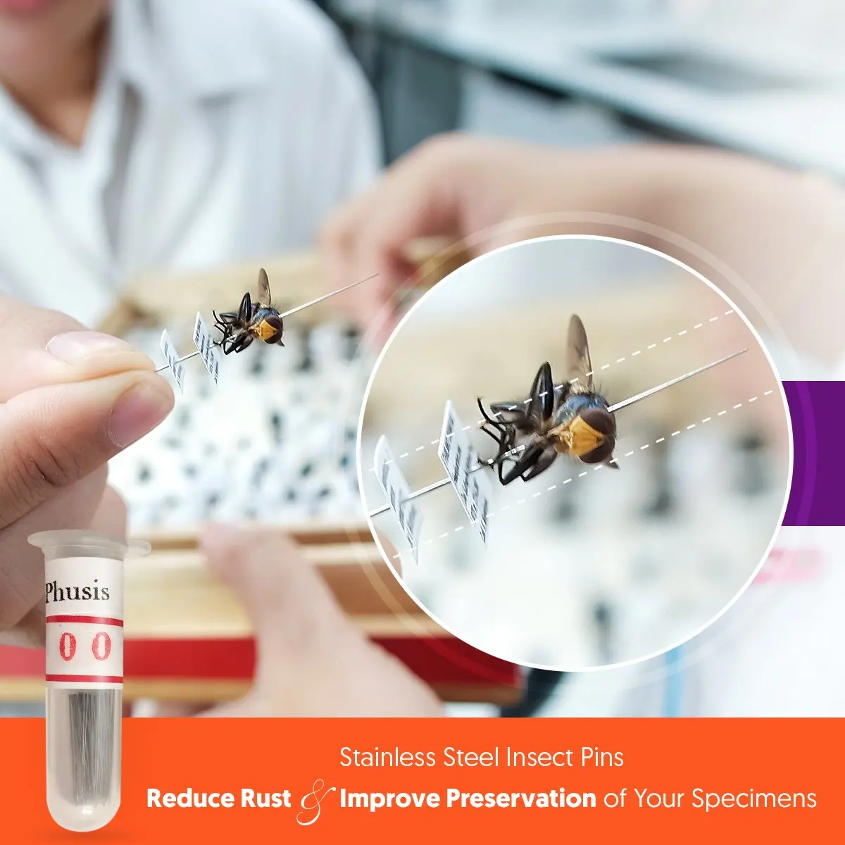 Premium Quality Insect Pins Dissection And Butterfly Collections Needle ...