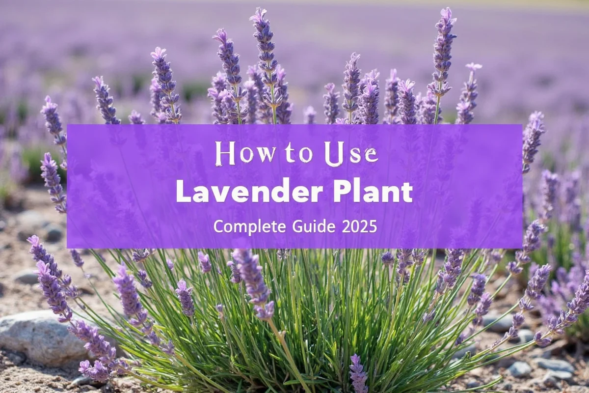 How to Use Lavender Plant: Complete Guide 2025