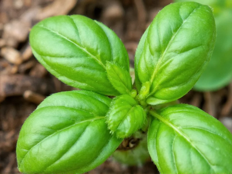 Basilic sec vs frais : L'erreur qui ruine vos plats (et quand l'ignorer)