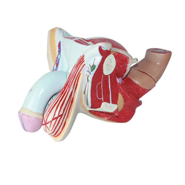 5 Parts Detachable Medical Anatomical Internal And External Genitalia ...