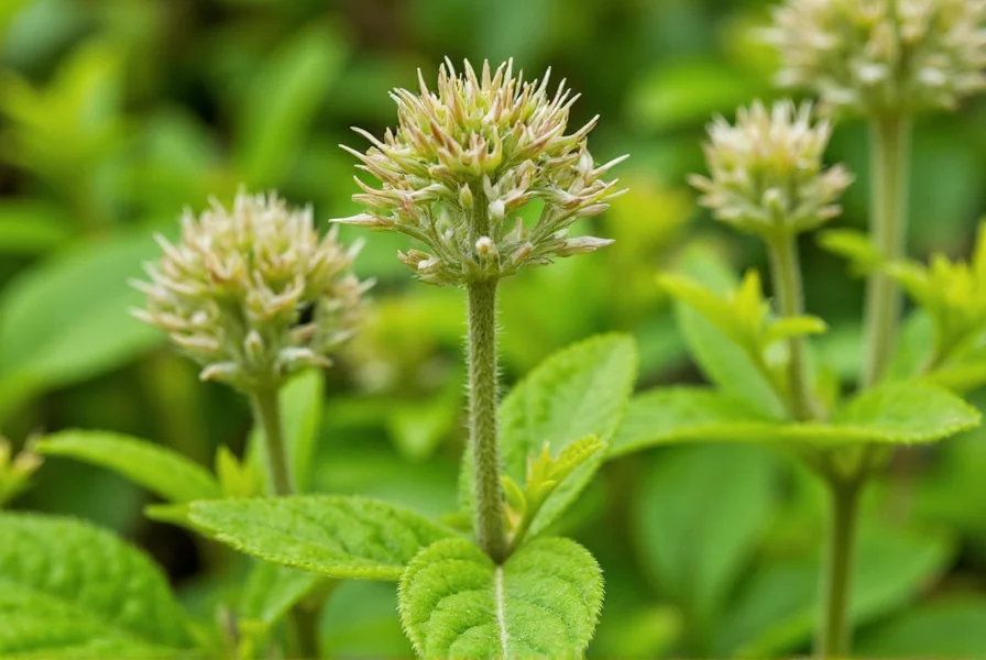 Star Anise Tree Planting Guide: Climate, Care, Harvest