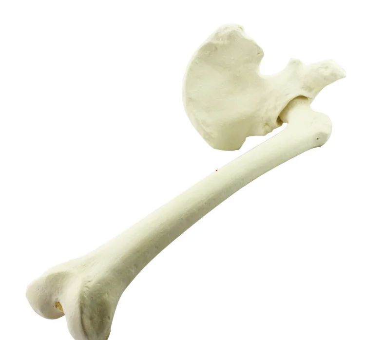 Synthetic Bone Models for Orthopedic Surgery Training