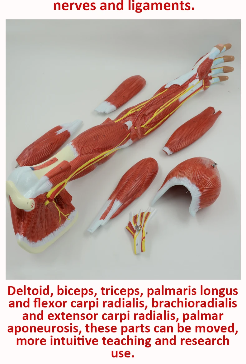 Human Upper Limb Muscle Model Pnt-0331 - Buy Human Anatomical Model,Arm ...
