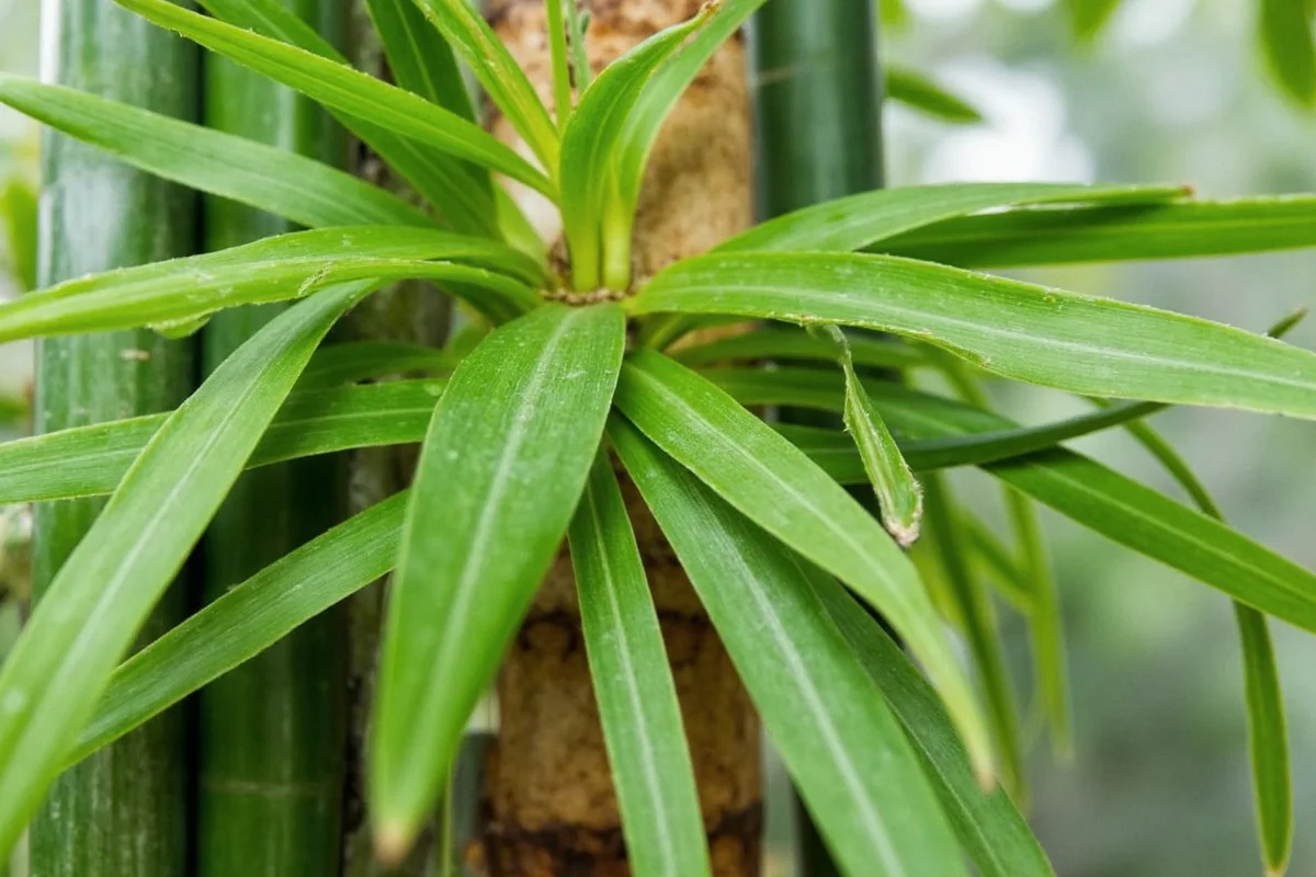 How to Grow Bamboo Plants Successfully