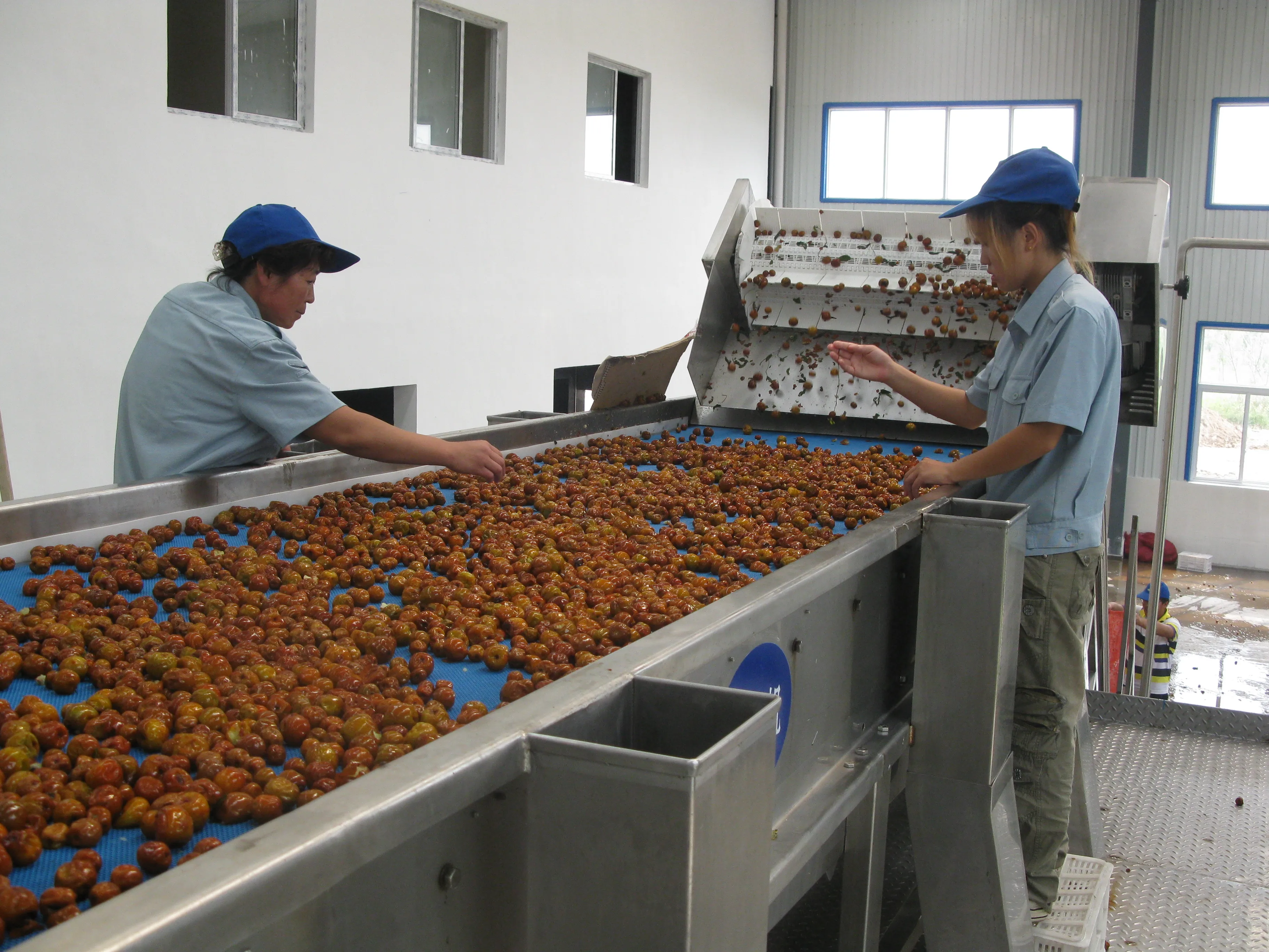 Palm Dates Processing Line - Efficient & Automatic Solutions
