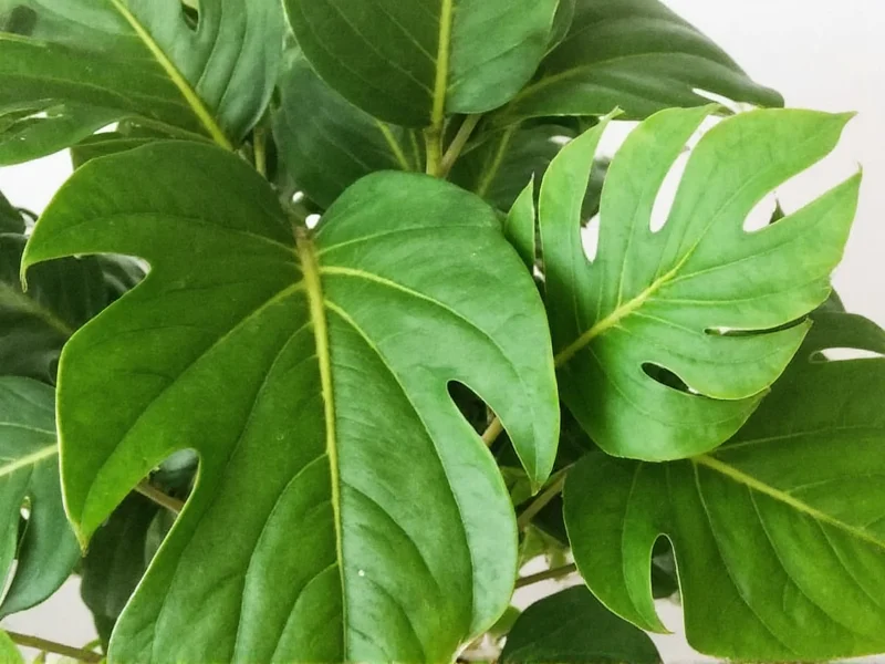 Monstera Deliciosa Houseplant: Complete Care Guide