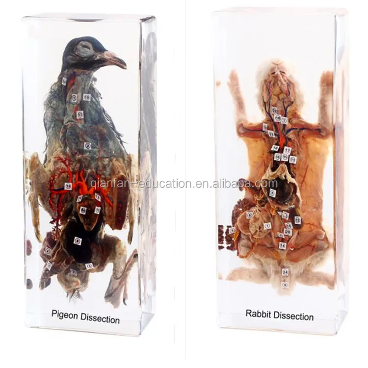 Hermit Crab And Symbiont Resin Block Resin Specimens - Buy Hermit Crabs ...