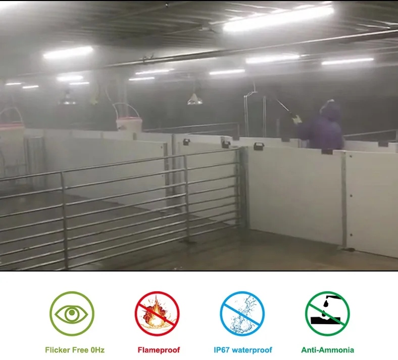 Pig Farm LED Lighting - Efficient, Dimmable & Flicker Free