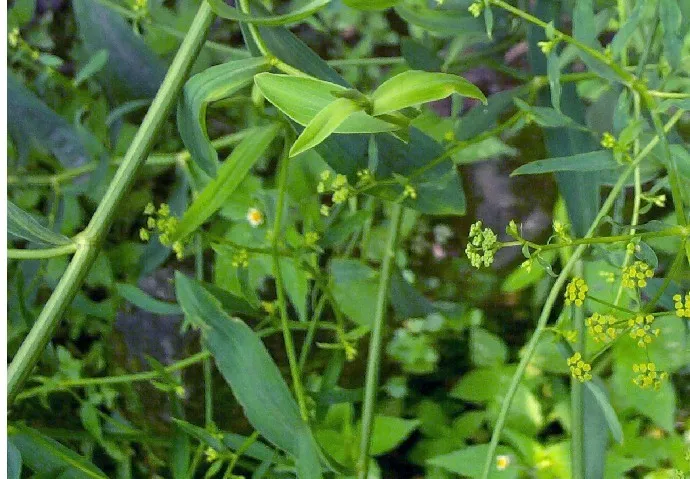 Chinese Herb Medicine Radix Bupleuri Extract/chinese Thorowax Root ...