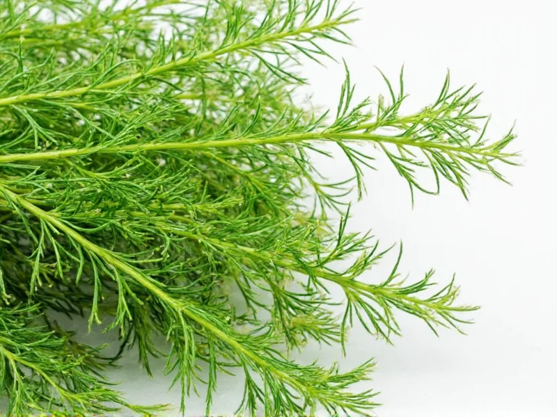 Perbedaan Dill dan Dill Weed: Panduan Praktis untuk Masakan