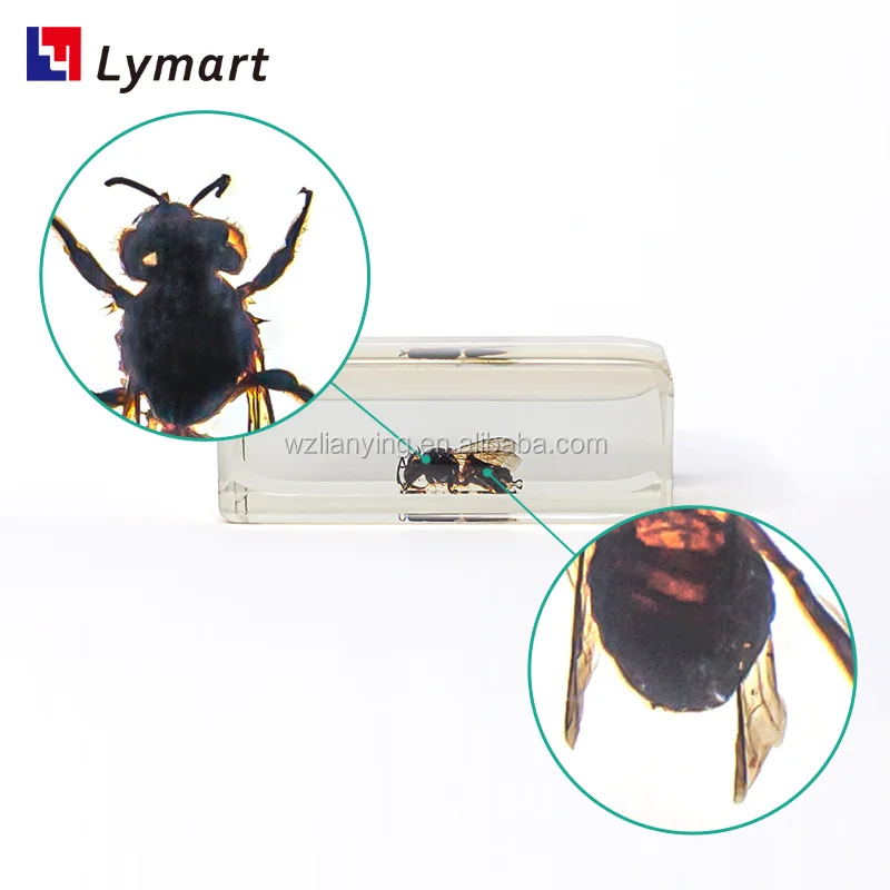 Transparent Bee Resin Specimen For Teaching - Buy Real Insect Specimens ...