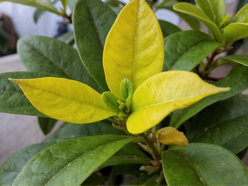 Vigoro Epipremnum Golden: Complete Care Guide