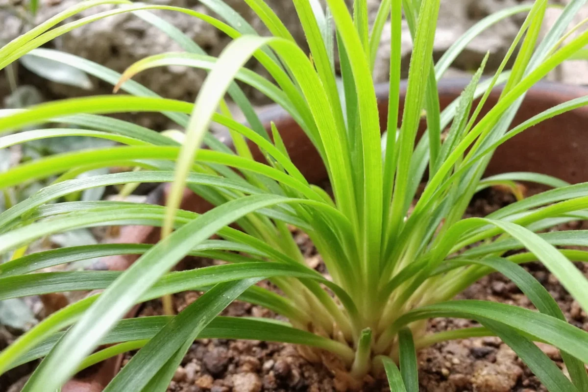 How to Grow Spider Plants: Easy Care Tips
