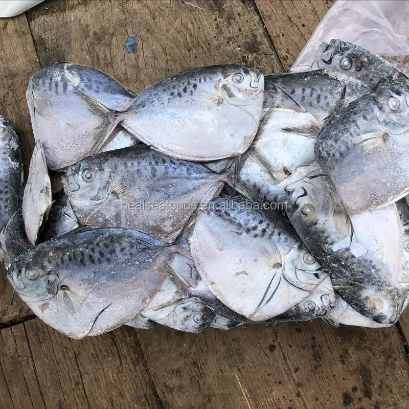 Whole Round Frozen Moonfish Mene Maculata Moonfish - Buy Moonfish ...