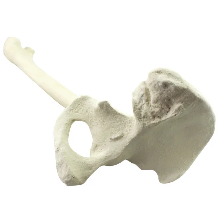Synthetic Bone Models for Orthopedic Surgery Training