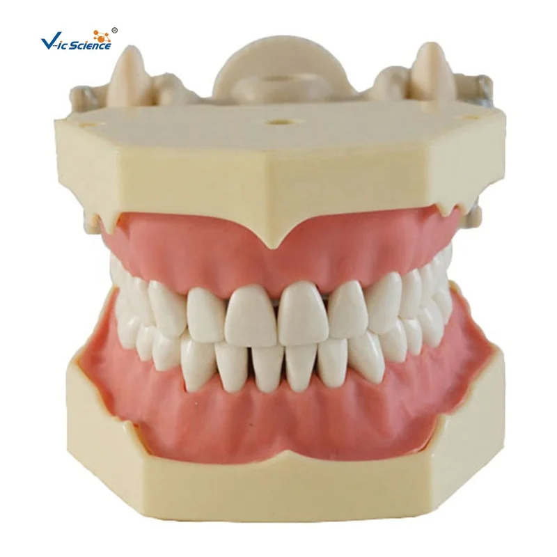 Dp Plastic Articulator Human Dental Model Tooth Implant Practice Model ...