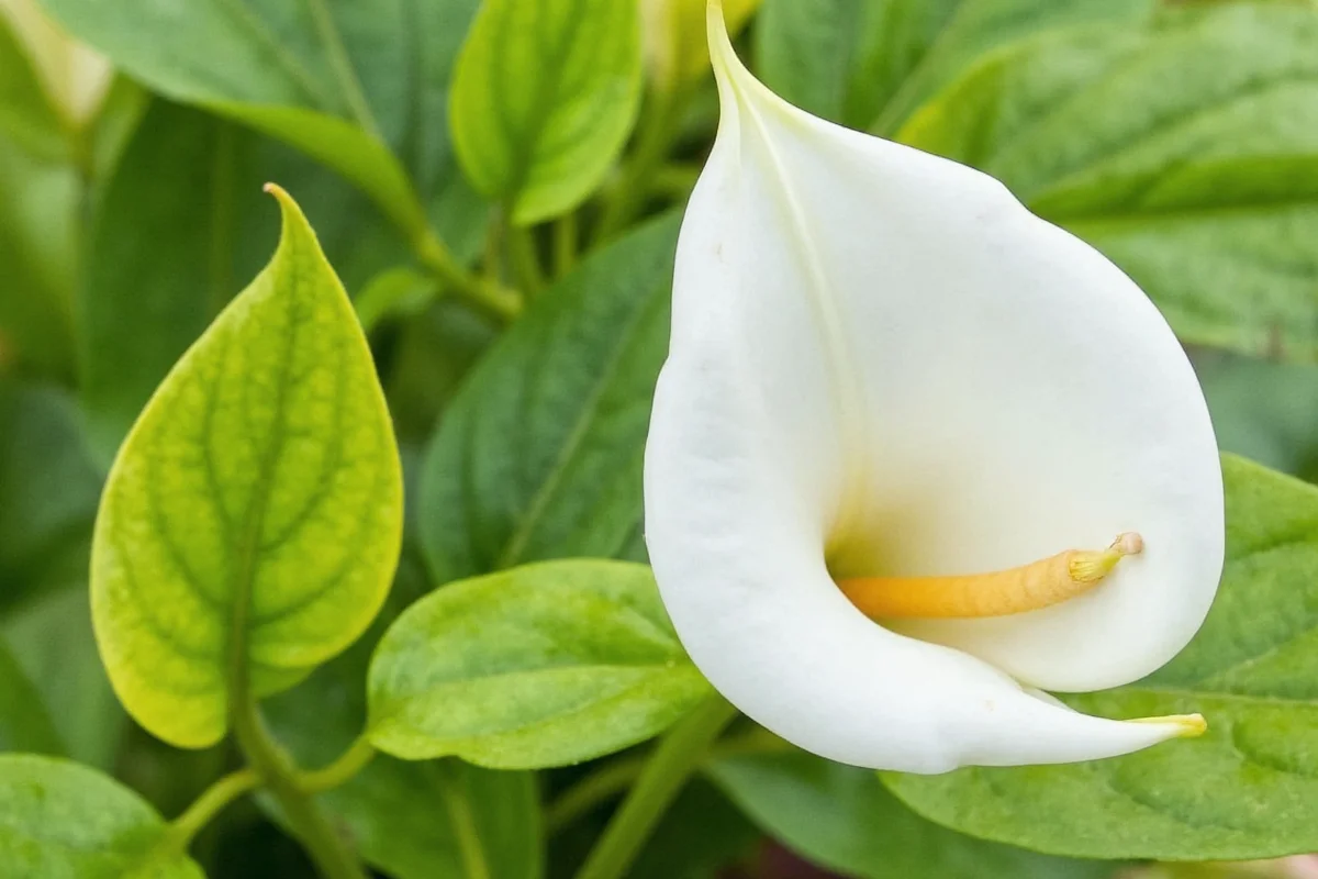 How to Care for Calla Lily Plants: Complete Guide
