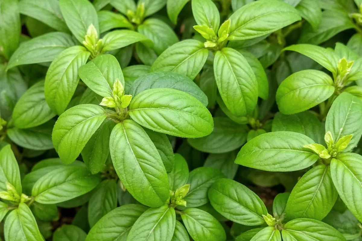 How to Pick Basil Off Plant Correctly