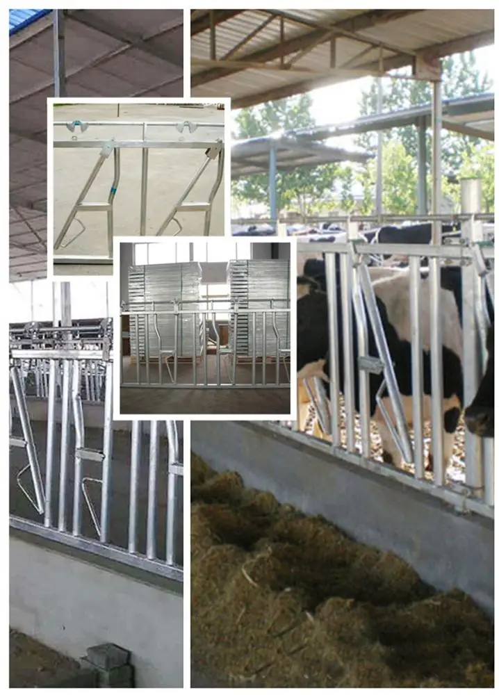 Cattle Headlock - Efficient Cattle Management Equipment