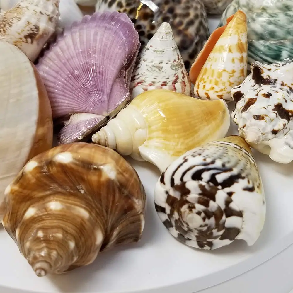Wholesale Natural Seashell Capiz Shell - Art & Collectibles