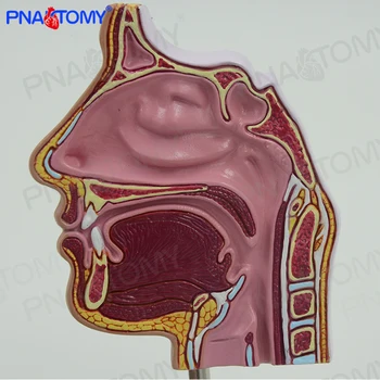 Pnt-04361 Life Size Human Nasal Cavity And Nose Anatomy Model - Buy ...