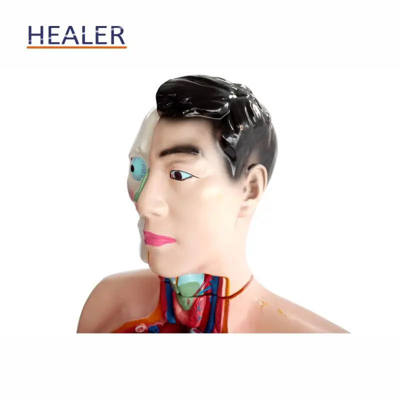 85cm Malel Human Anatomy Torso Model,Anatomical Models For Education ...