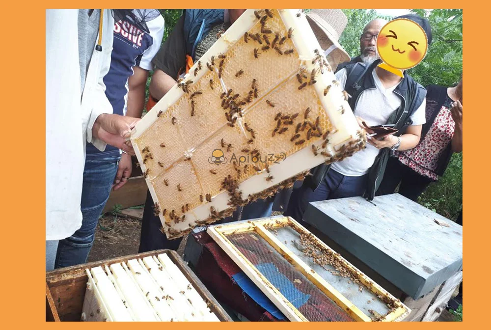 250g Plastic Comb Honey Frames and Cassettes Set for Beekeeping