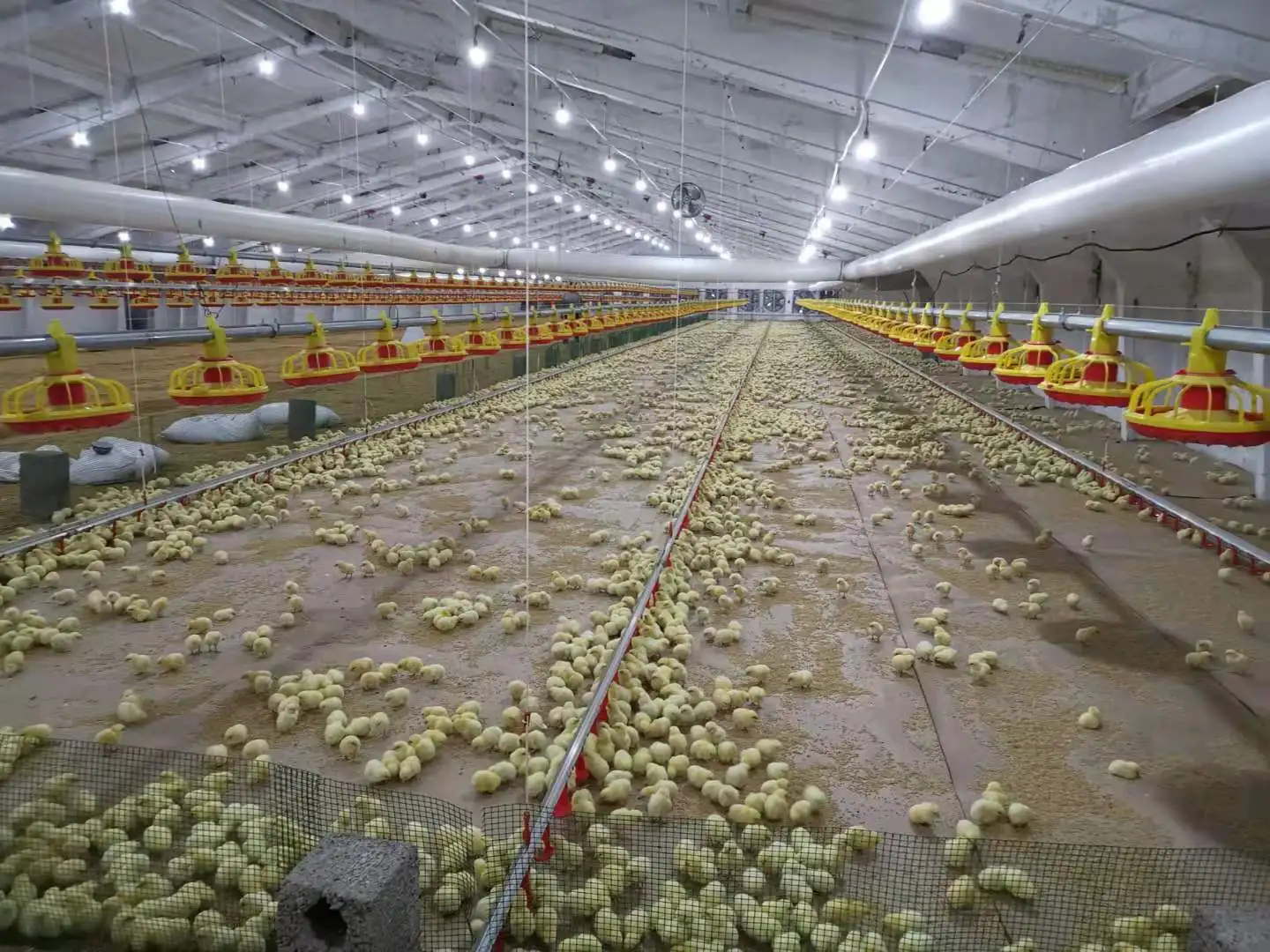 Fully Automatic Poultry Farm Chicken Feeder & Drinking System