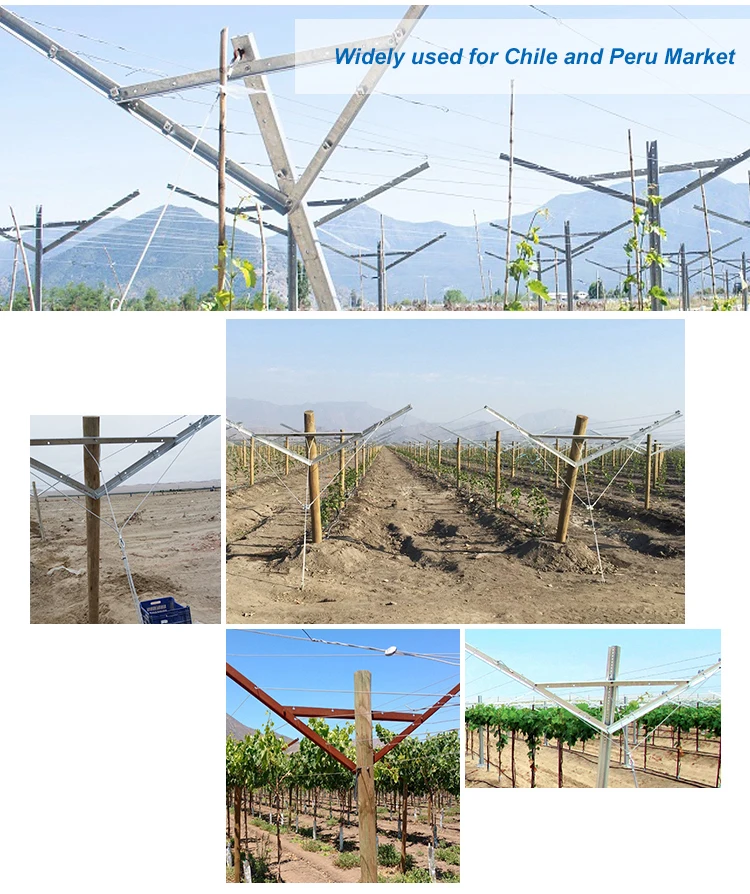 V Shaped Steel Table Grape Trellis Systems for Vineyards