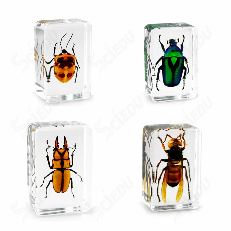 Education Insect Specimen Tube Resin Embedded Specimen Life Cycle Of ...