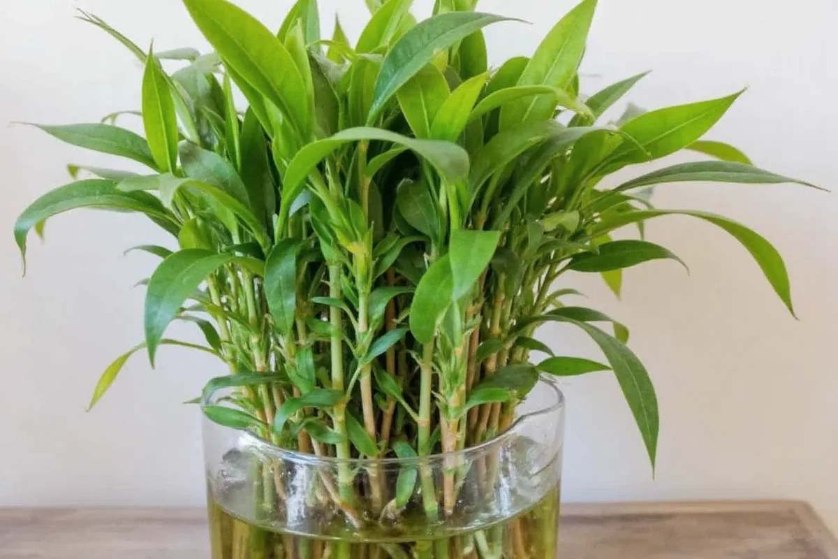 How to Grow Bamboo Plants in Water Easily
