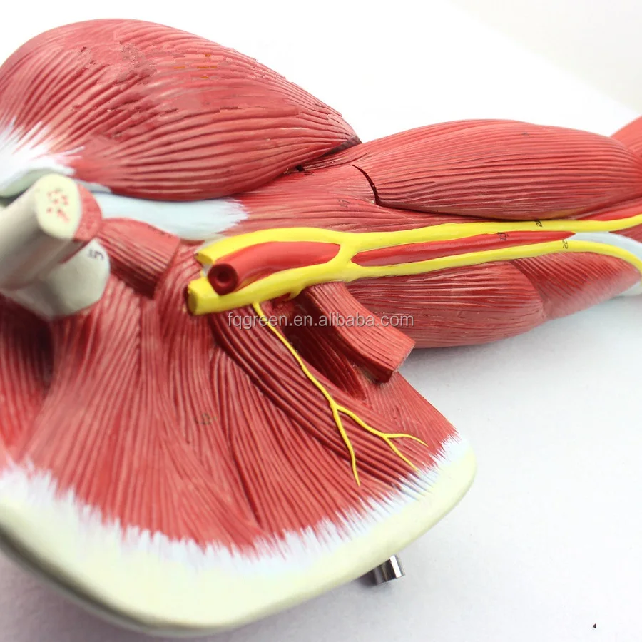 The Dissection Model Of Upper Limb - Buy The Dissection Model Of Upper ...