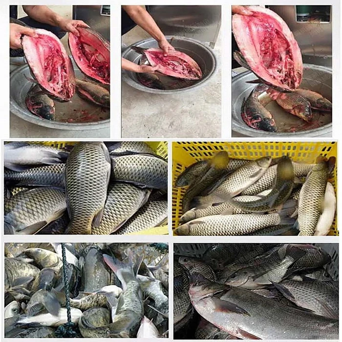 Automatic Japanese Fish Scaler - Efficient Descaling Machine