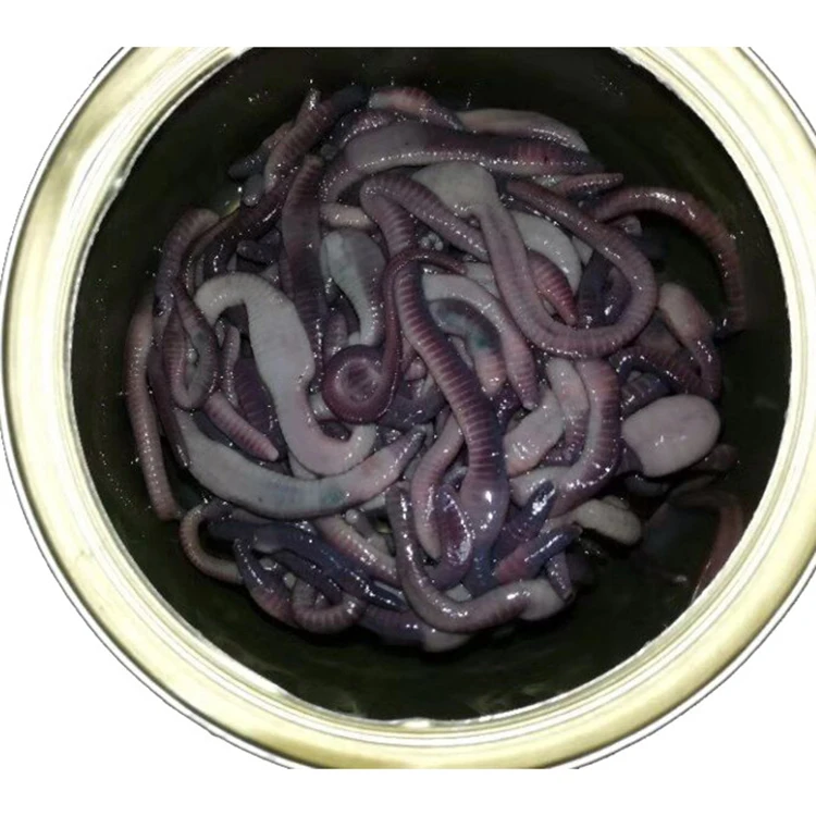 Wholesale Natural Dried Earthworm Meal Treat For Chicken Wild Birds ...