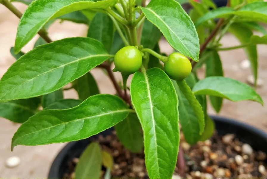 Lesya Pepper: Characteristics, Uses, and Growing Guide
