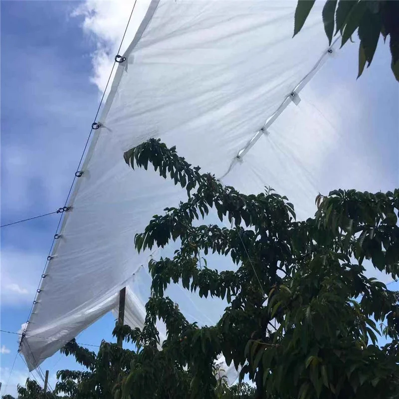 Clear Tarps String Reinforced Poly 7oz For Cherry Tree Cover - Buy ...