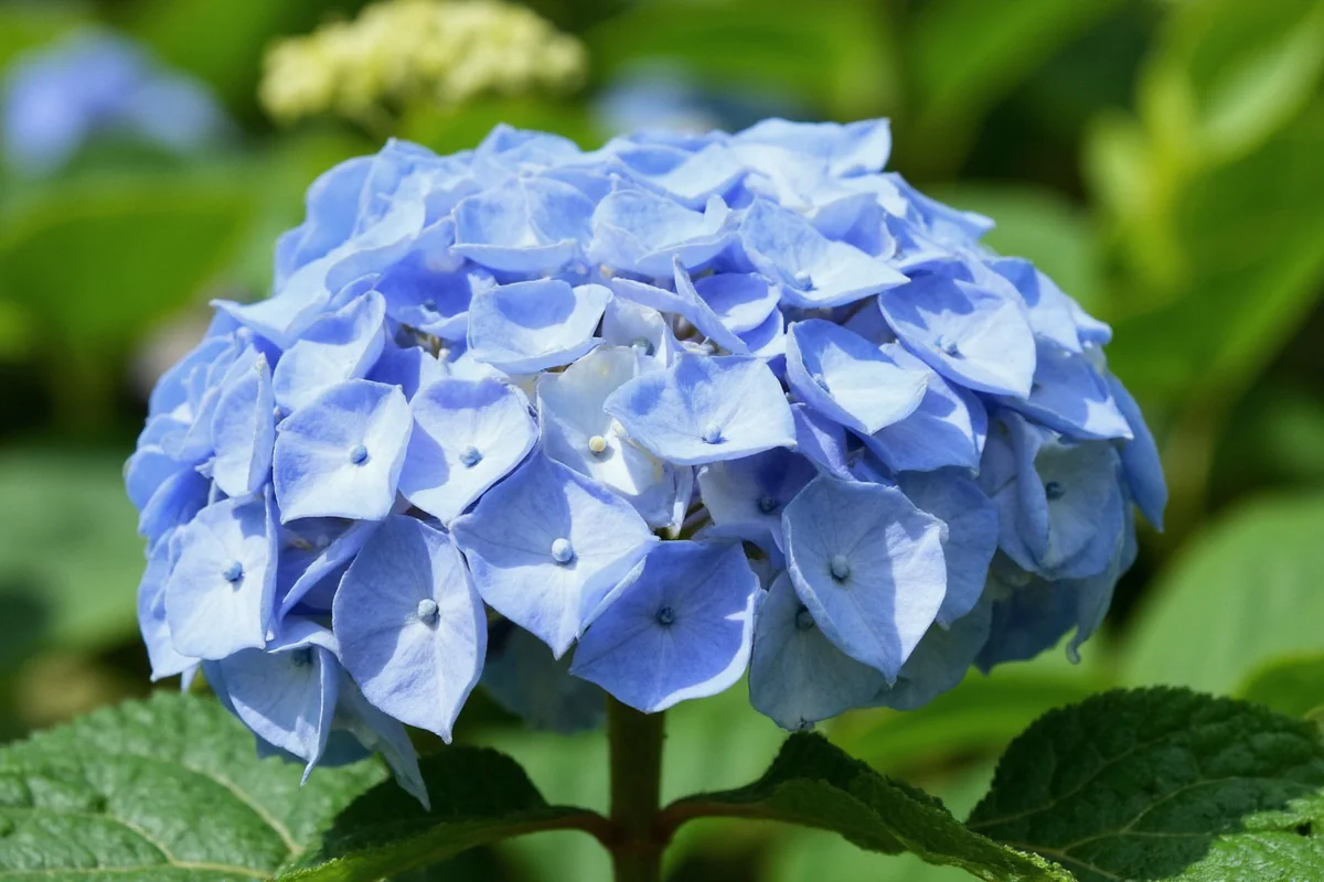 What Does a Hydrangea Plant Look Like?